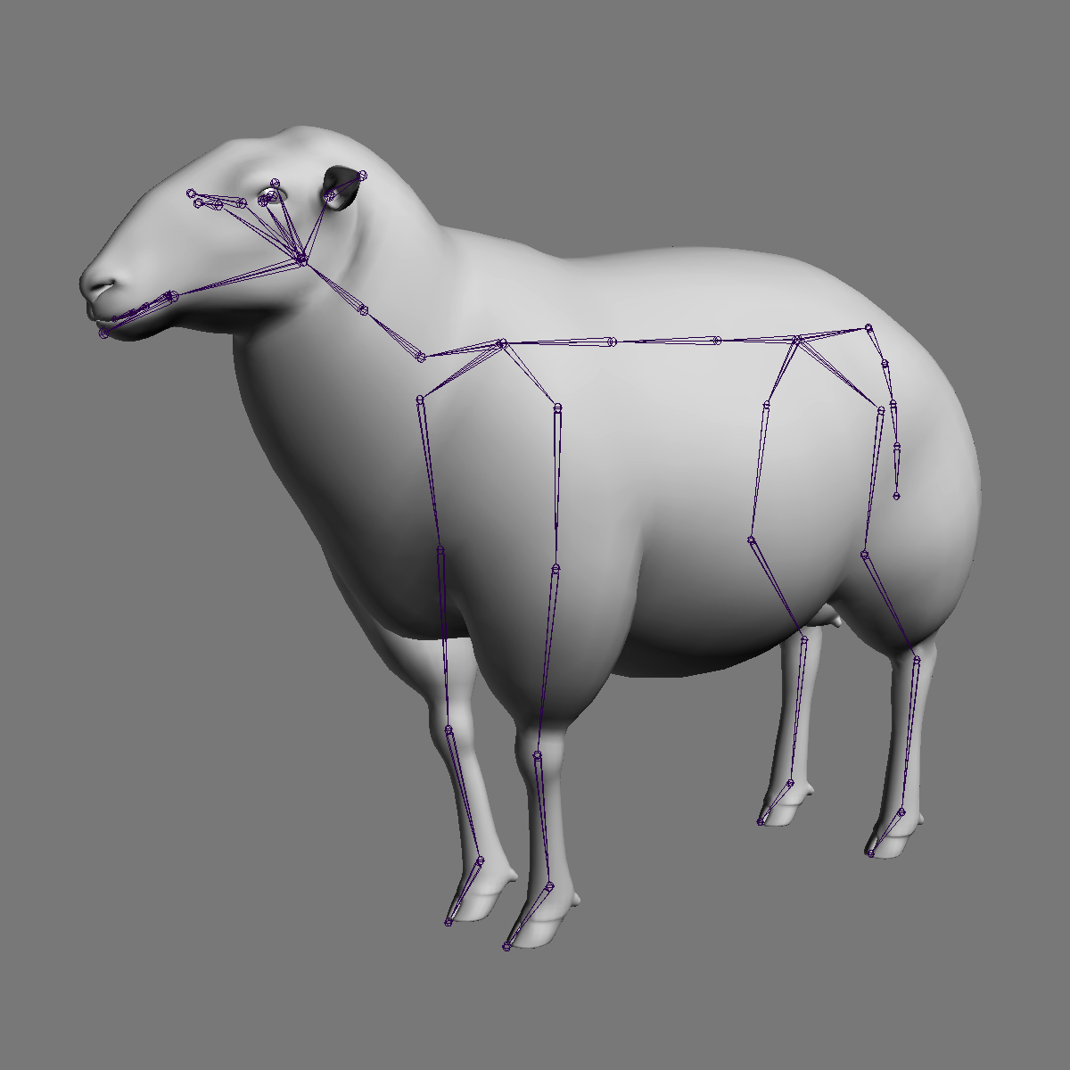 3d lamb sheep