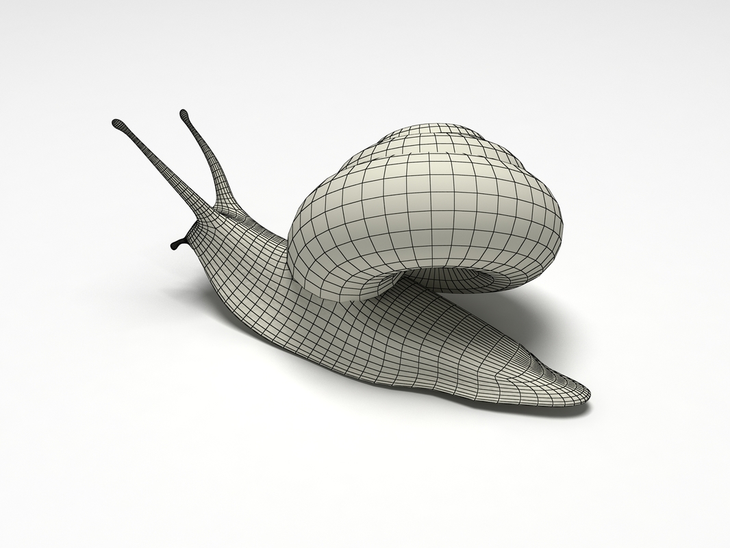 3d snail model