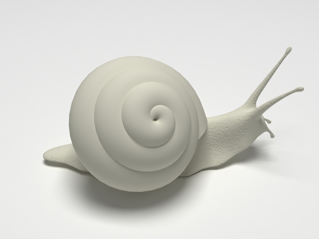 3d snail model
