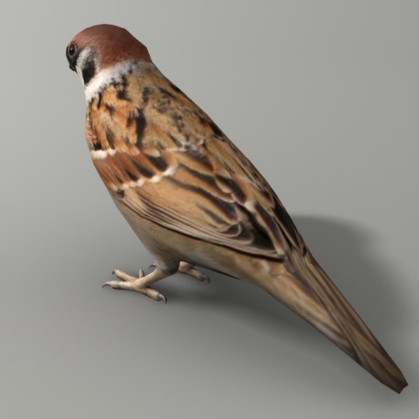 sparrow 3d model