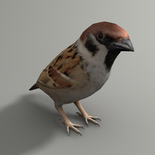 sparrow 3d model