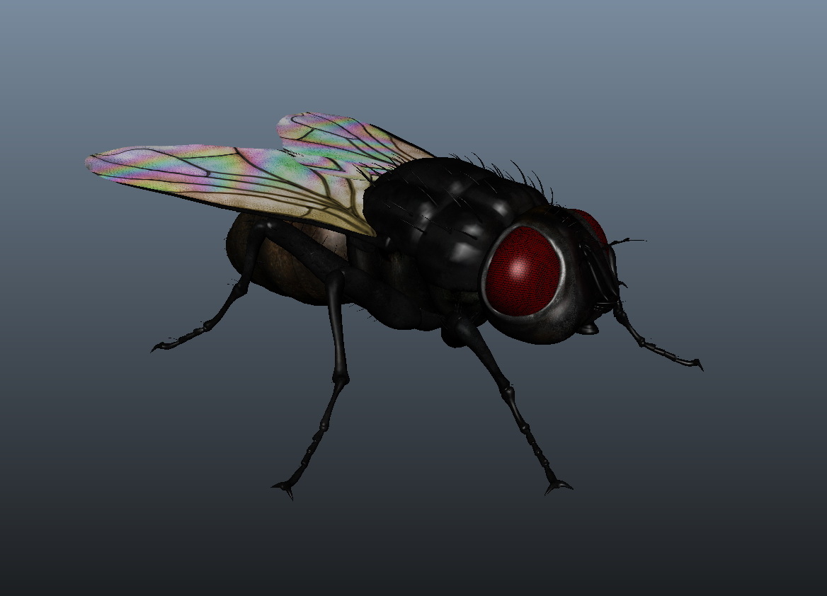 3d house fly model