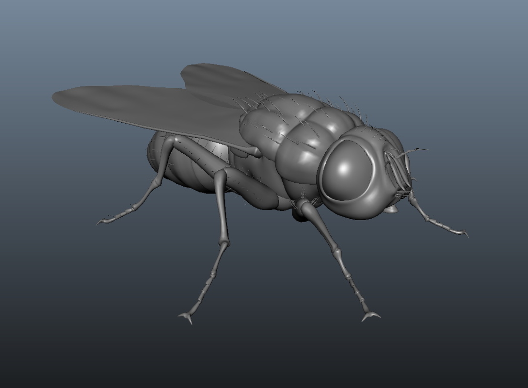 3d house fly model