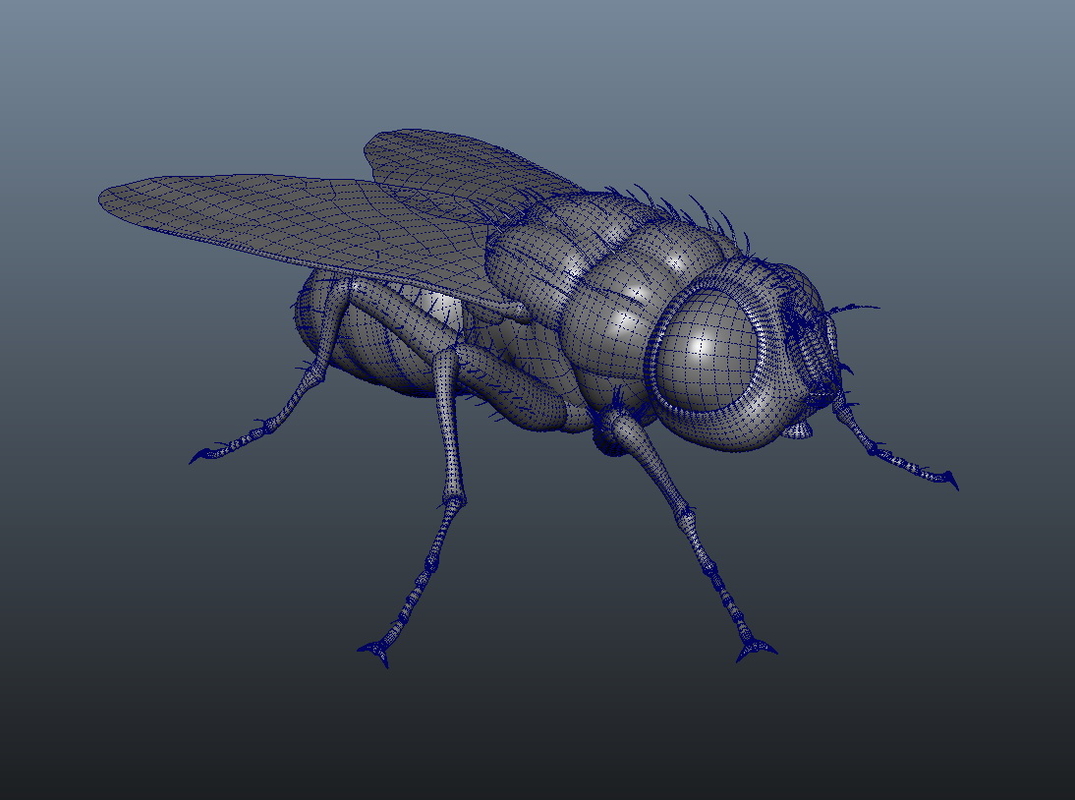3d house fly model