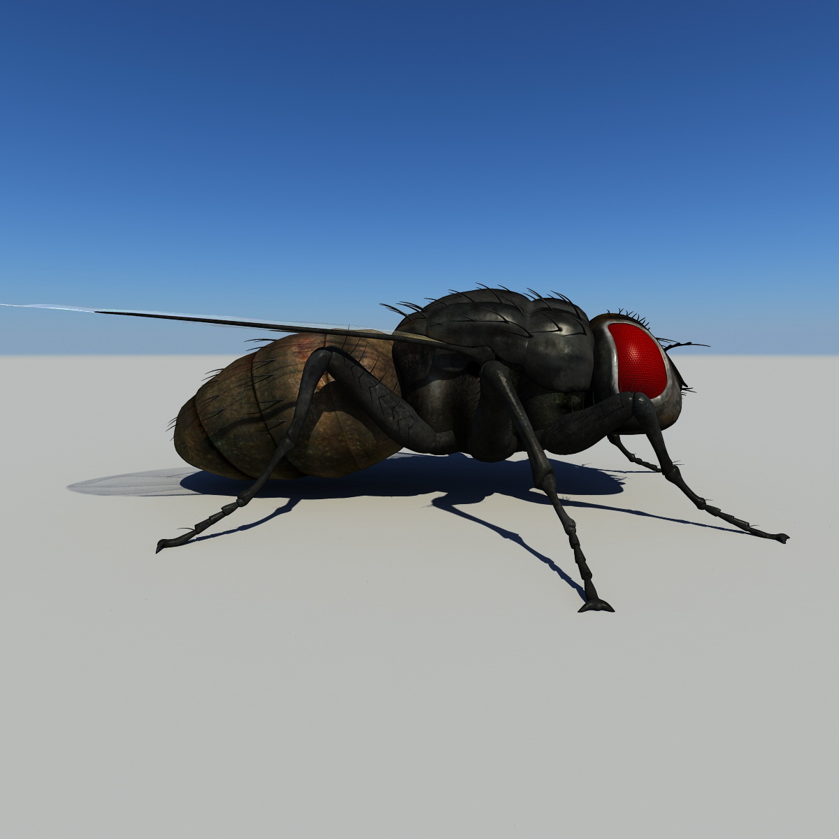 3d house fly model