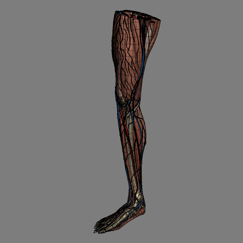 3ds human male leg anatomy