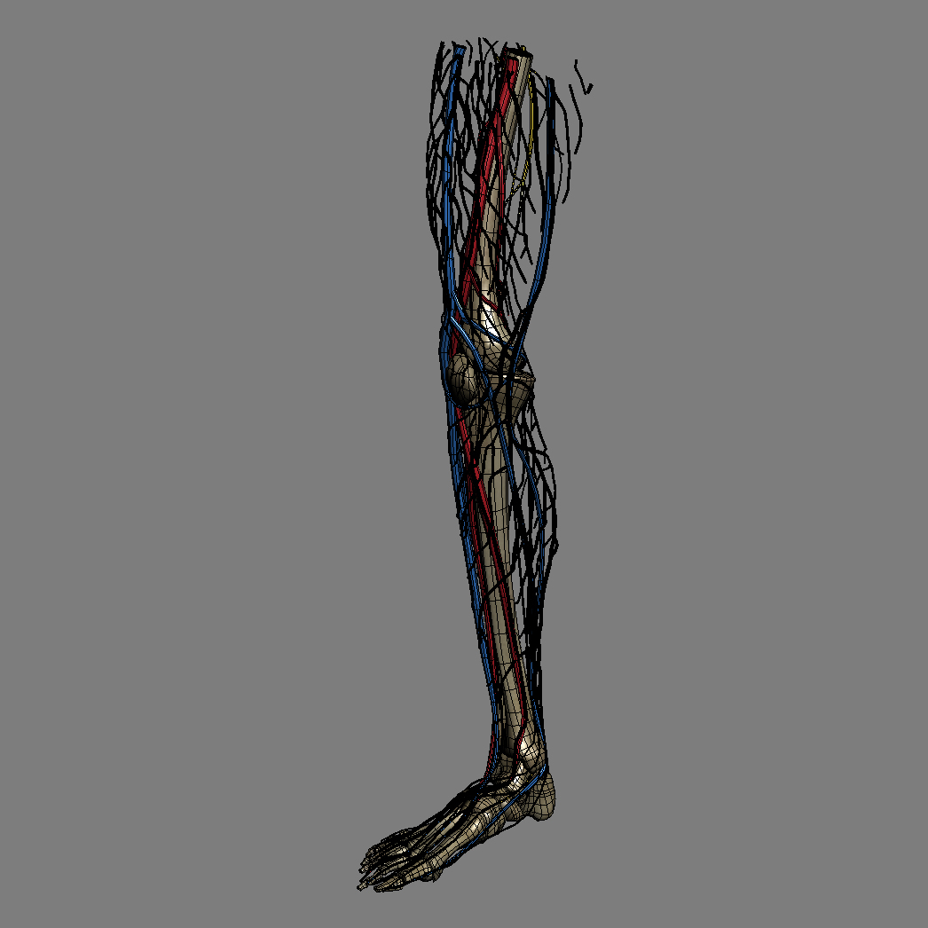 3ds human male leg anatomy