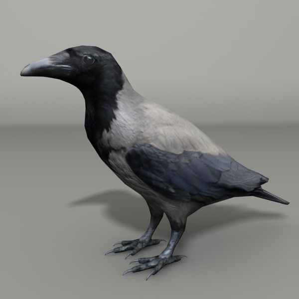 3D Crow Models | TurboSquid
