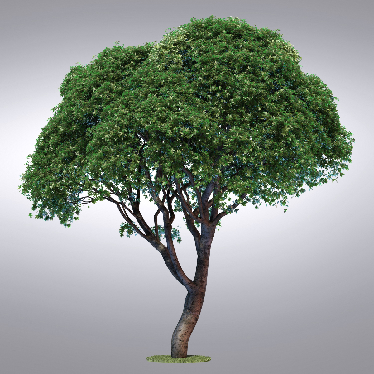hi realistic series tree 3d max