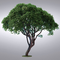3d hi realistic series tree