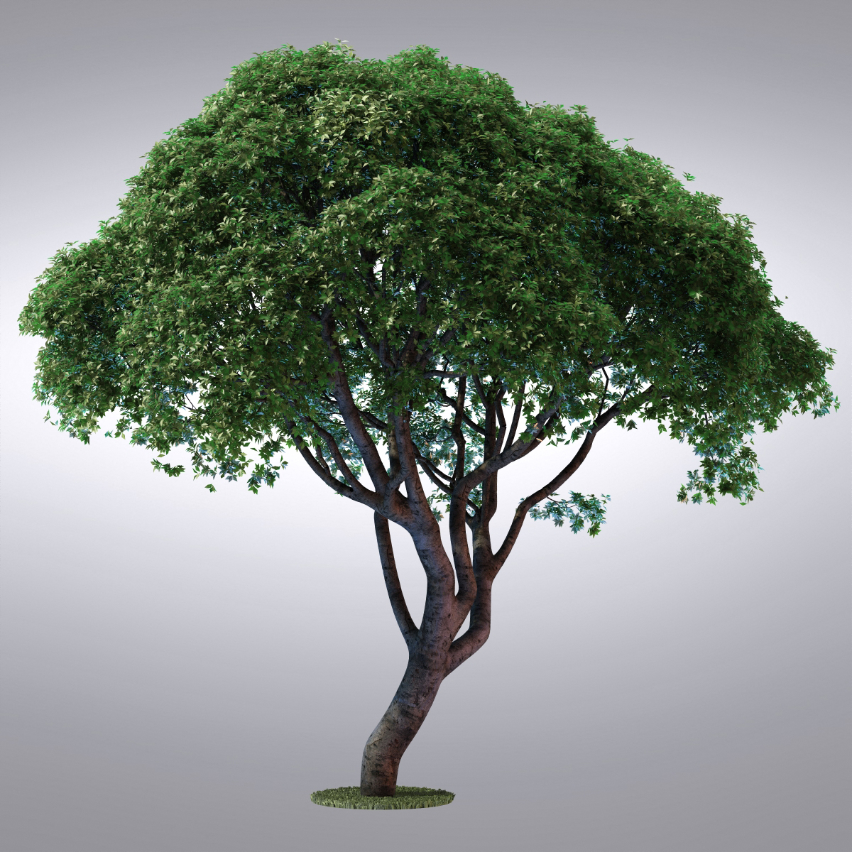 hi realistic series tree 3d max