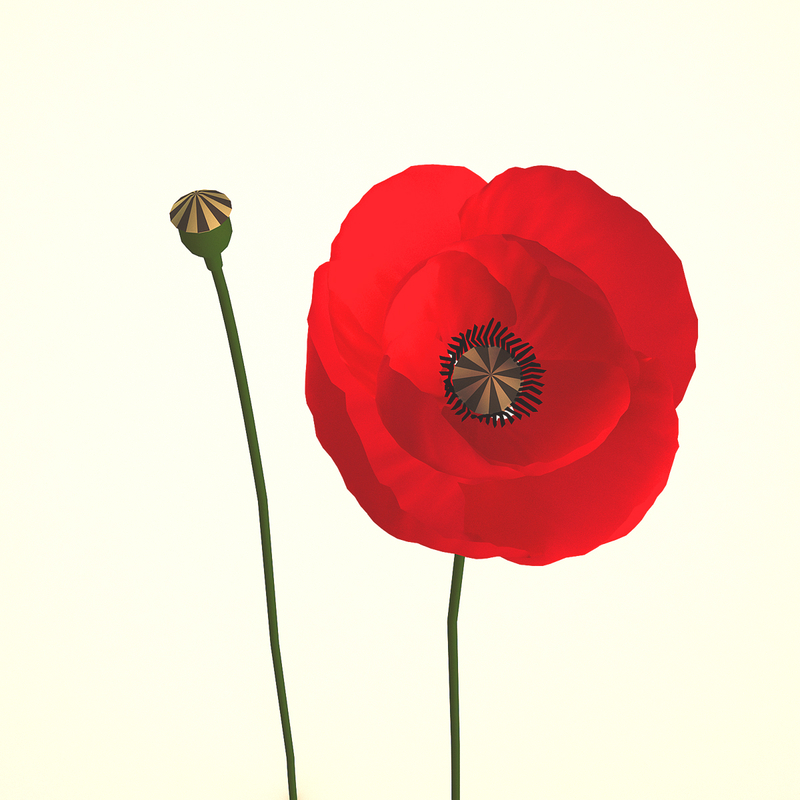 3d model of poppy