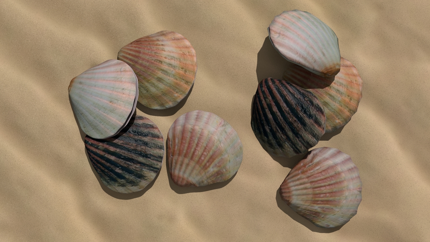 sea shells 3d model
