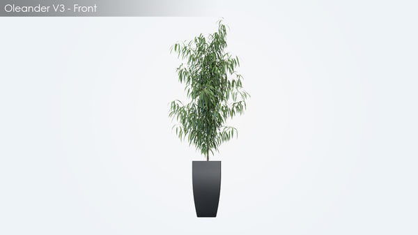 oleander plants growfx 3d obj