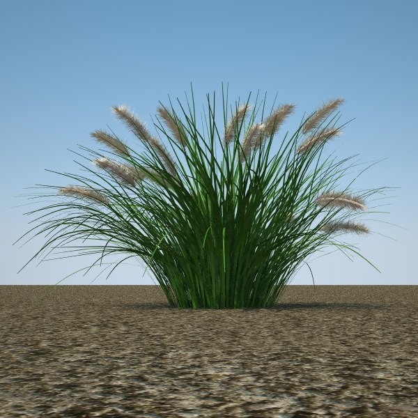 3d pennisetum alopecuroides model