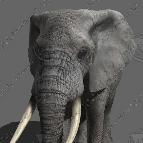 3d model elephant rig