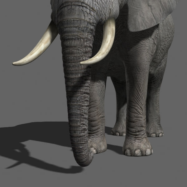 3d model elephant rig