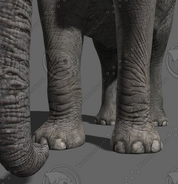 3d model elephant rig