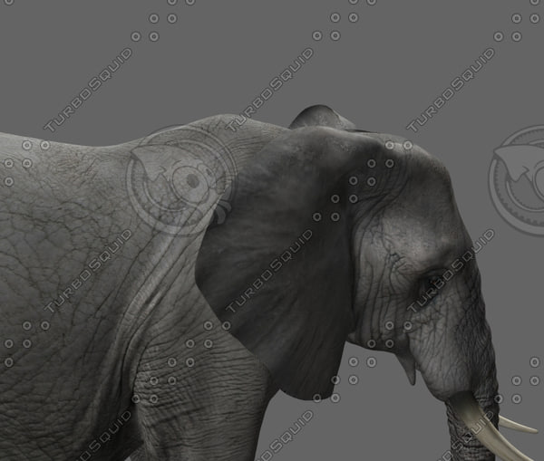 elephant pros 3d