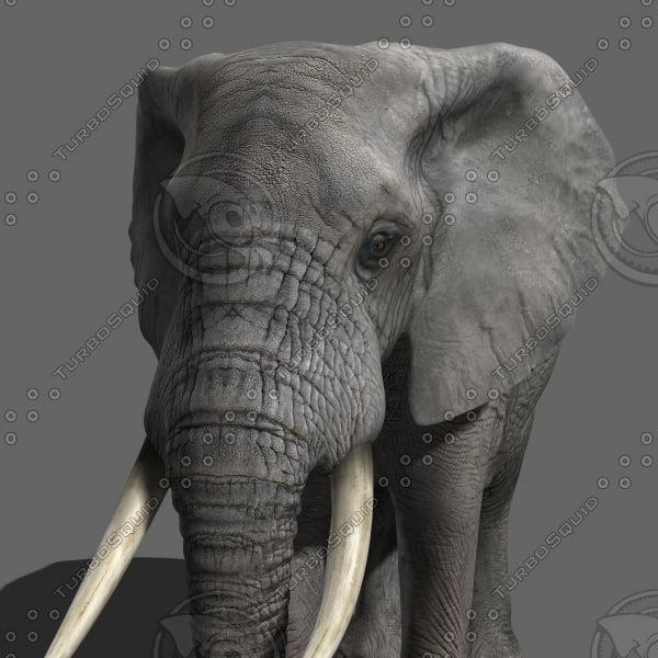 elephant pros 3d