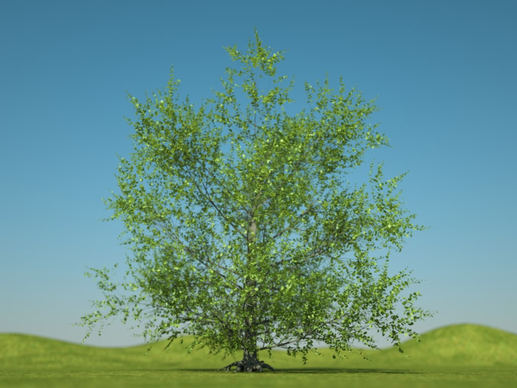 3d alder tree