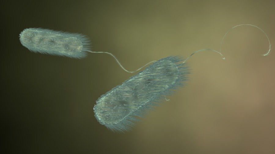 3d model hair flagella