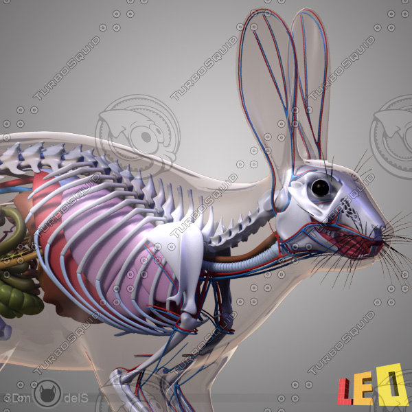 modelo 3d Anatomia del conejo - TurboSquid 685629