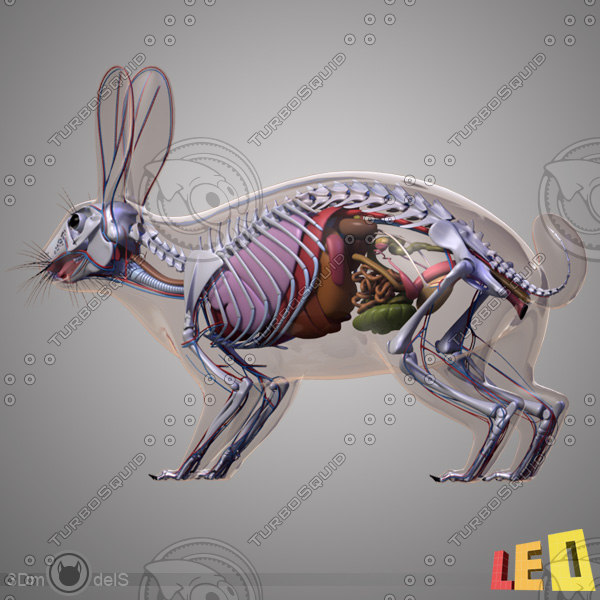 max rabbit anatomy