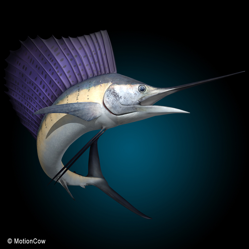 3d realistic rigged dorsal