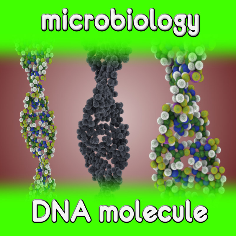 3d dna molecule