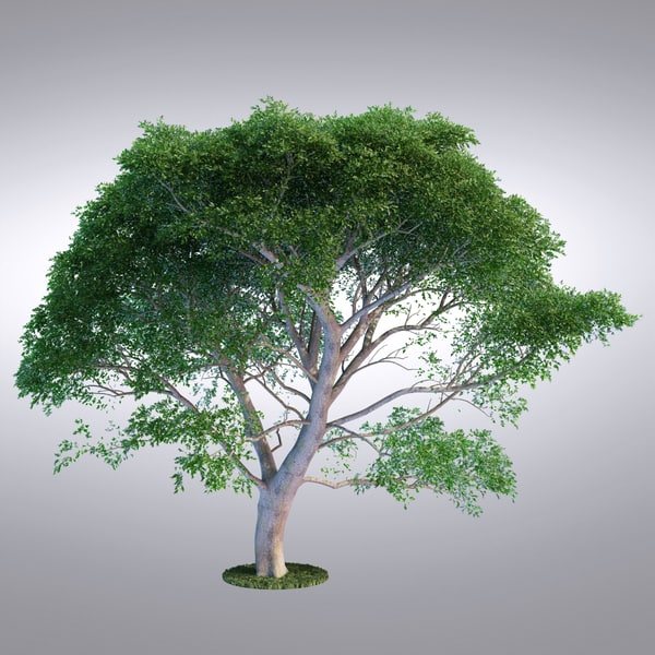 hi realistic series tree 3d max