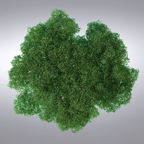 hi realistic series tree 3d max