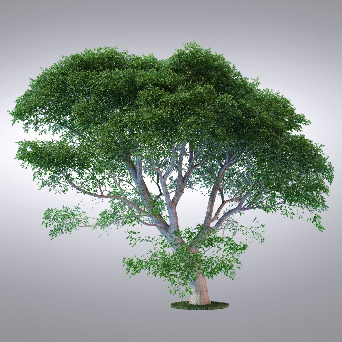 hi realistic series tree 3d max
