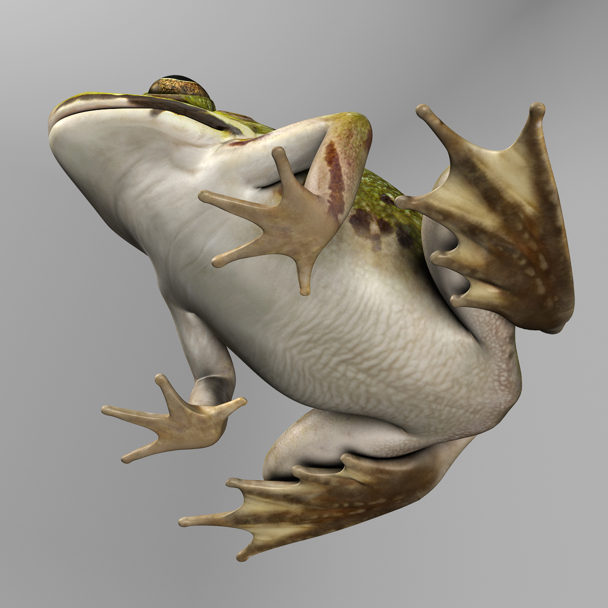 green frog max