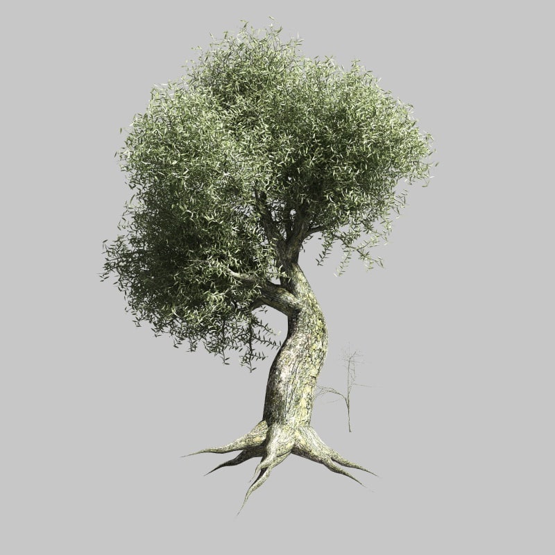 3d model olive tree