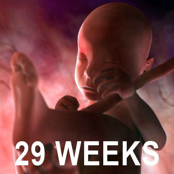 3D Womb Models | TurboSquid