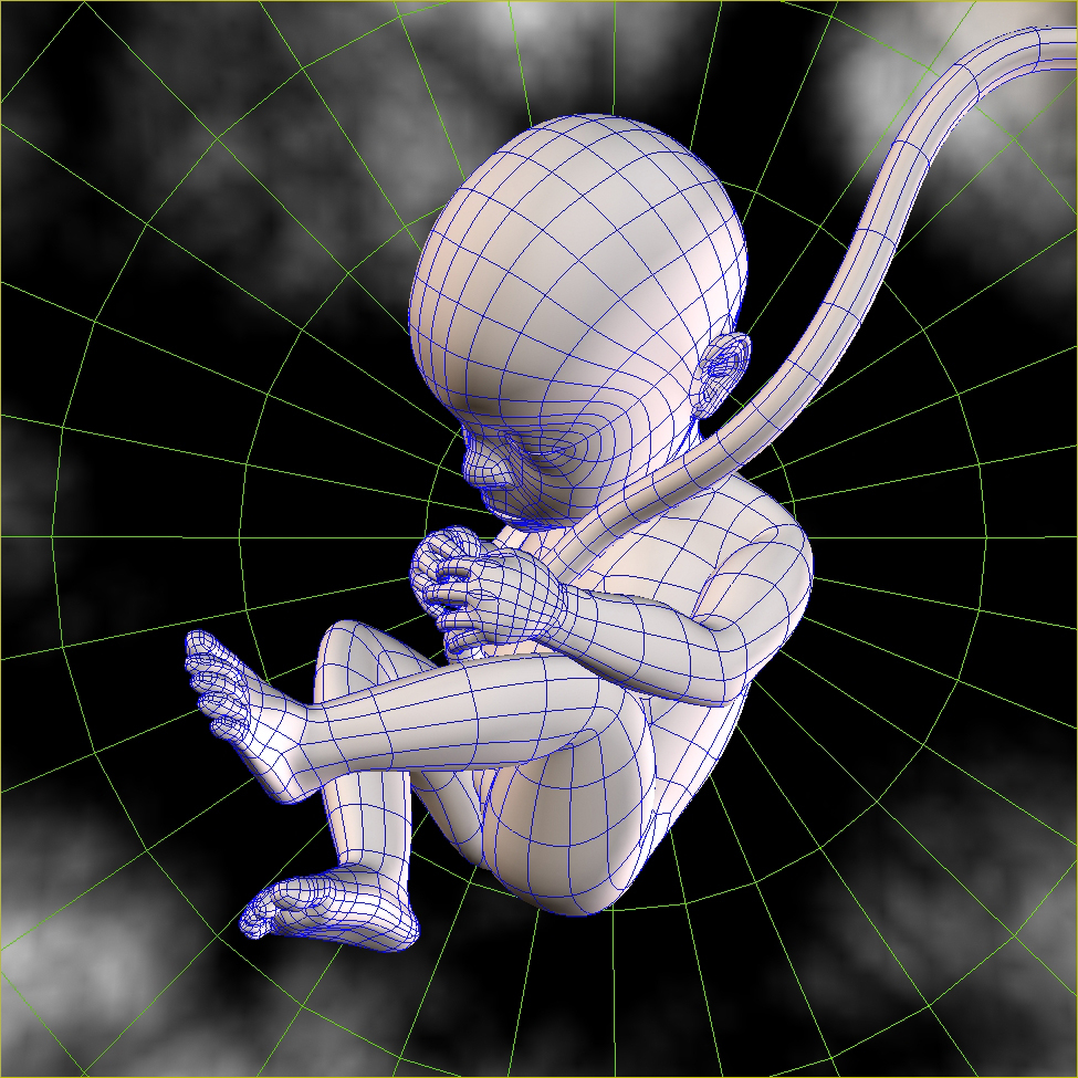 3d 29 weeks fetus model