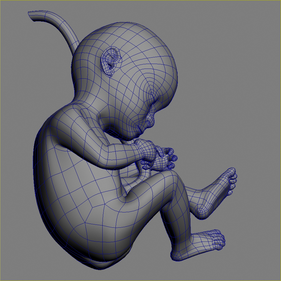 3d 29 weeks fetus model