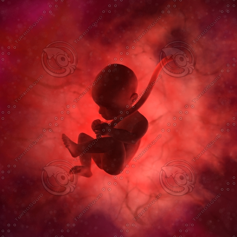 3d 29 weeks fetus model