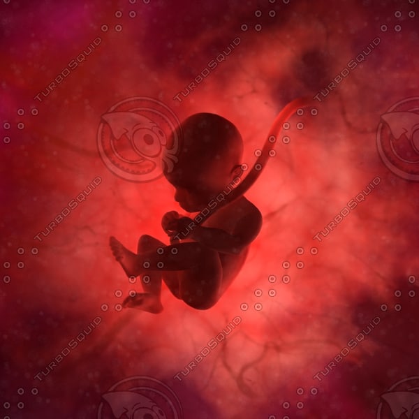 3d 29 weeks fetus model