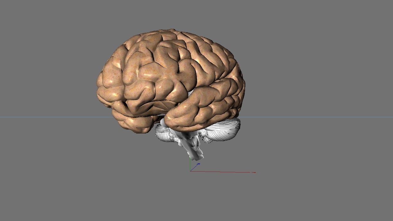 3d brain model