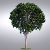 max hi realistic series tree