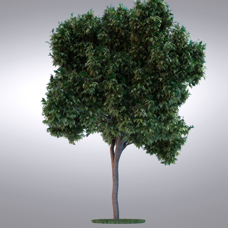 hi realistic series tree 3d model