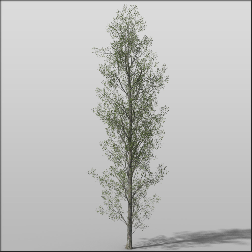3d model poplar tree adult