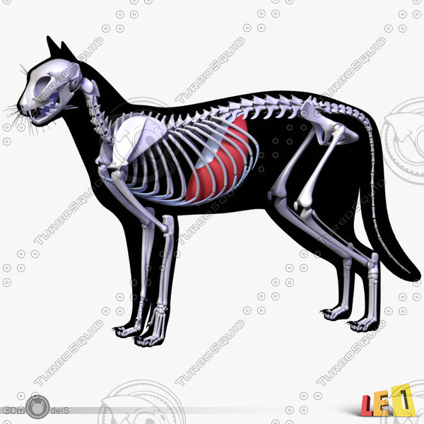 cat anatomy 3d 3ds