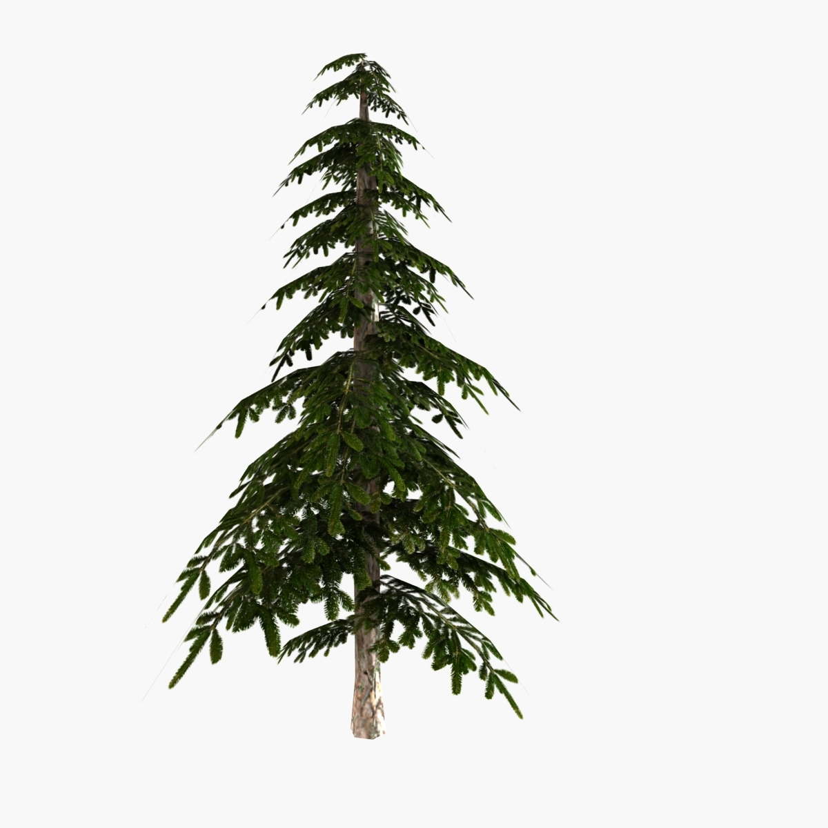 pine tree 3d max