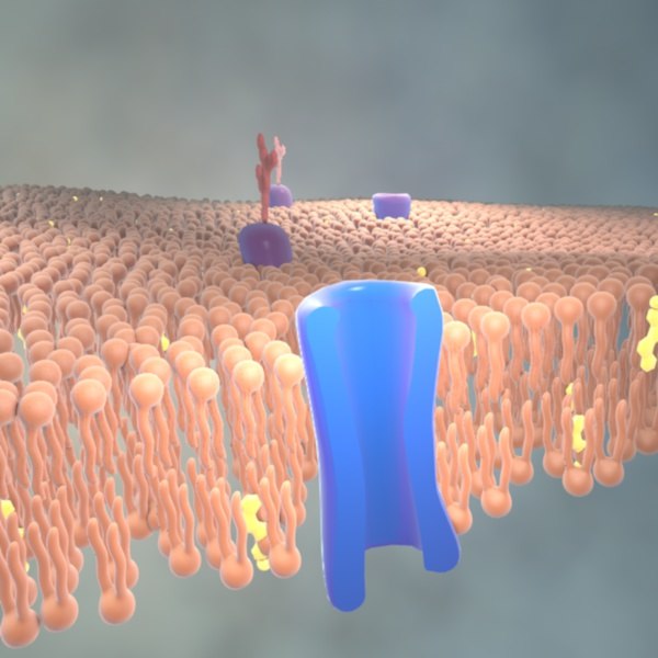 cinema4d lipid proteins