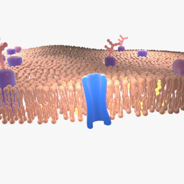 cinema4d lipid proteins