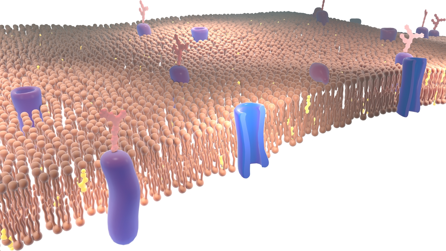cinema4d lipid proteins