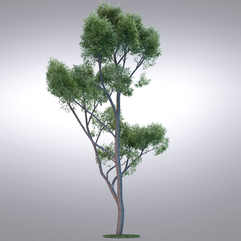 3d model hi realistic series tree